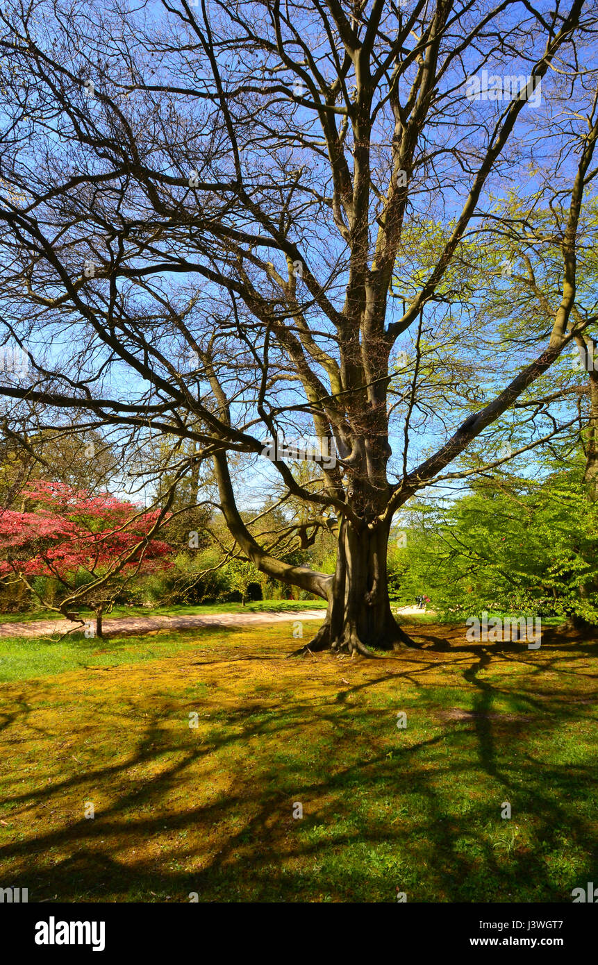 Beautiful tree at Chatsworth Stock Photo - Alamy