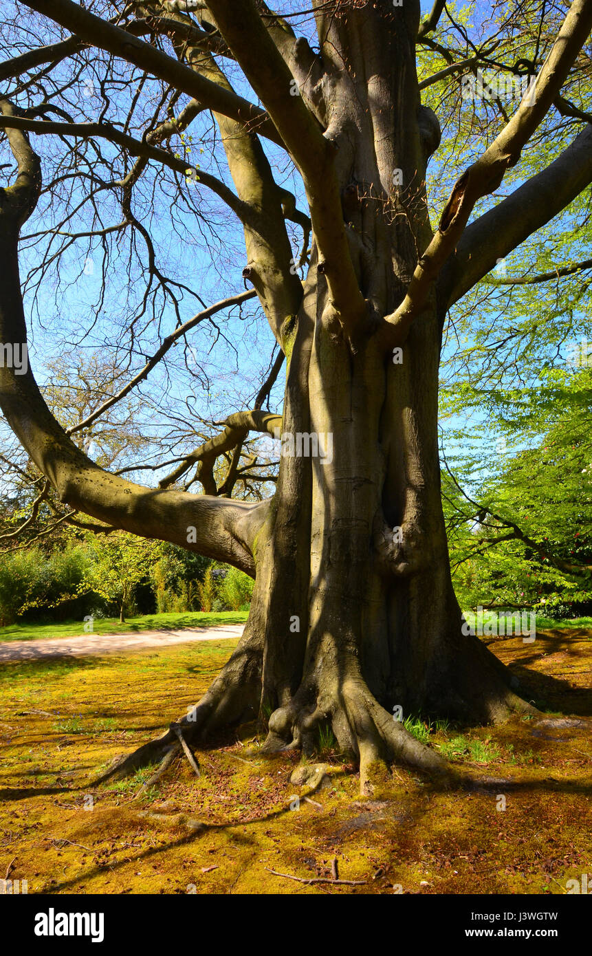 Beautiful tree at Chatsworth Stock Photo - Alamy