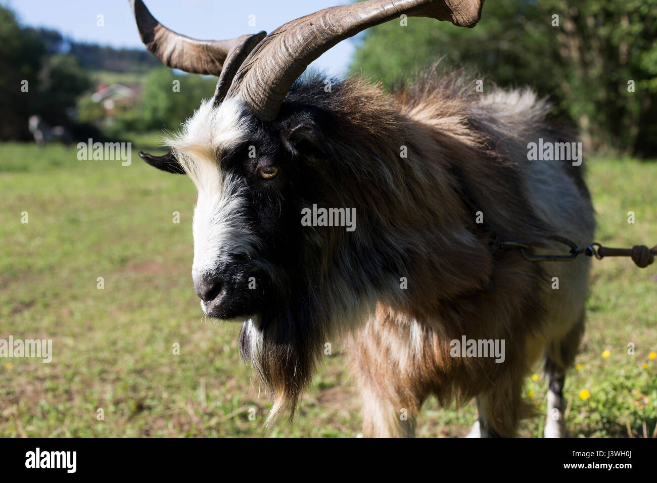 Lonely goat hi-res stock photography and images - Alamy