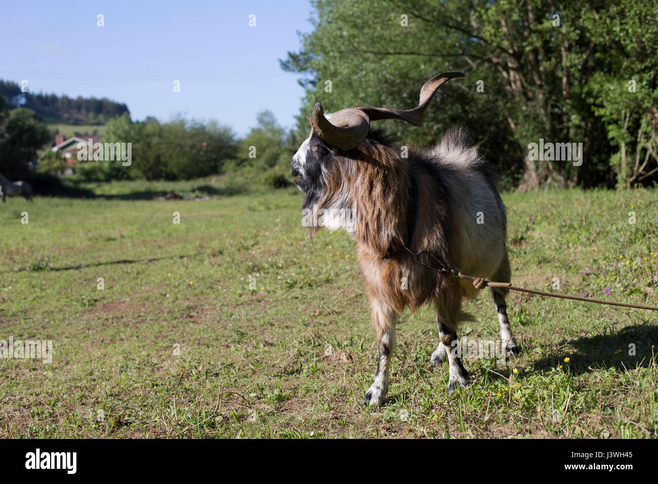 Goat meadow spain hi-res stock photography and images - Alamy