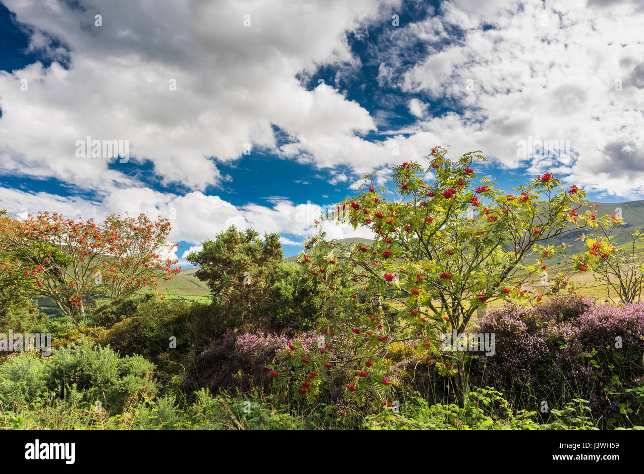 Rowan trees (Sorbus aucuparia) with berries and ling heather (Calluna ...