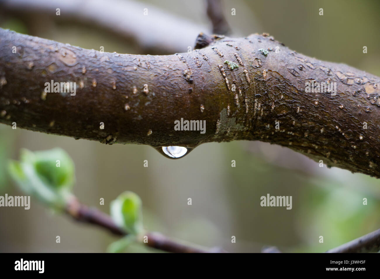 Raindrop on Tree Branch Stock Photo - Alamy