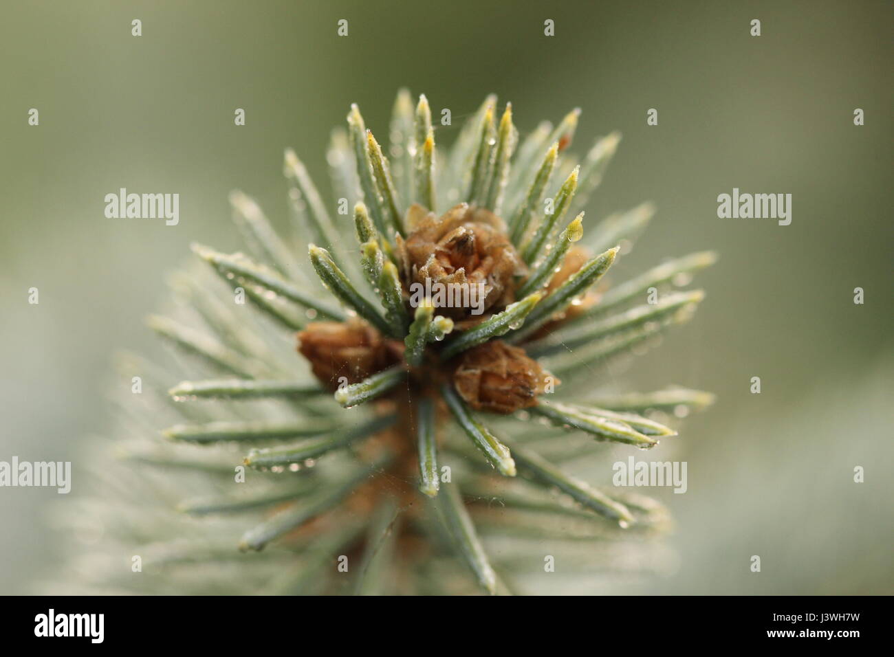 Pine tree close up Stock Photo - Alamy