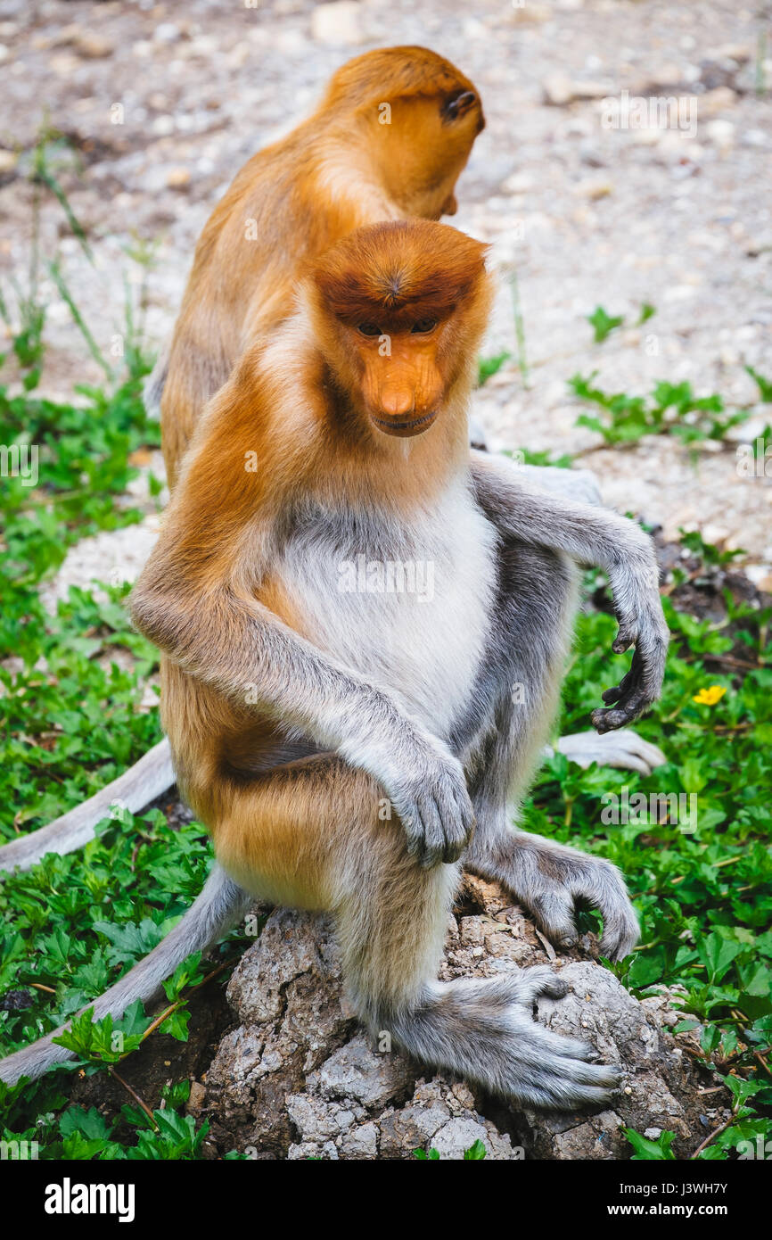 Dry proboscis monkeys hi-res stock photography and images - Alamy
