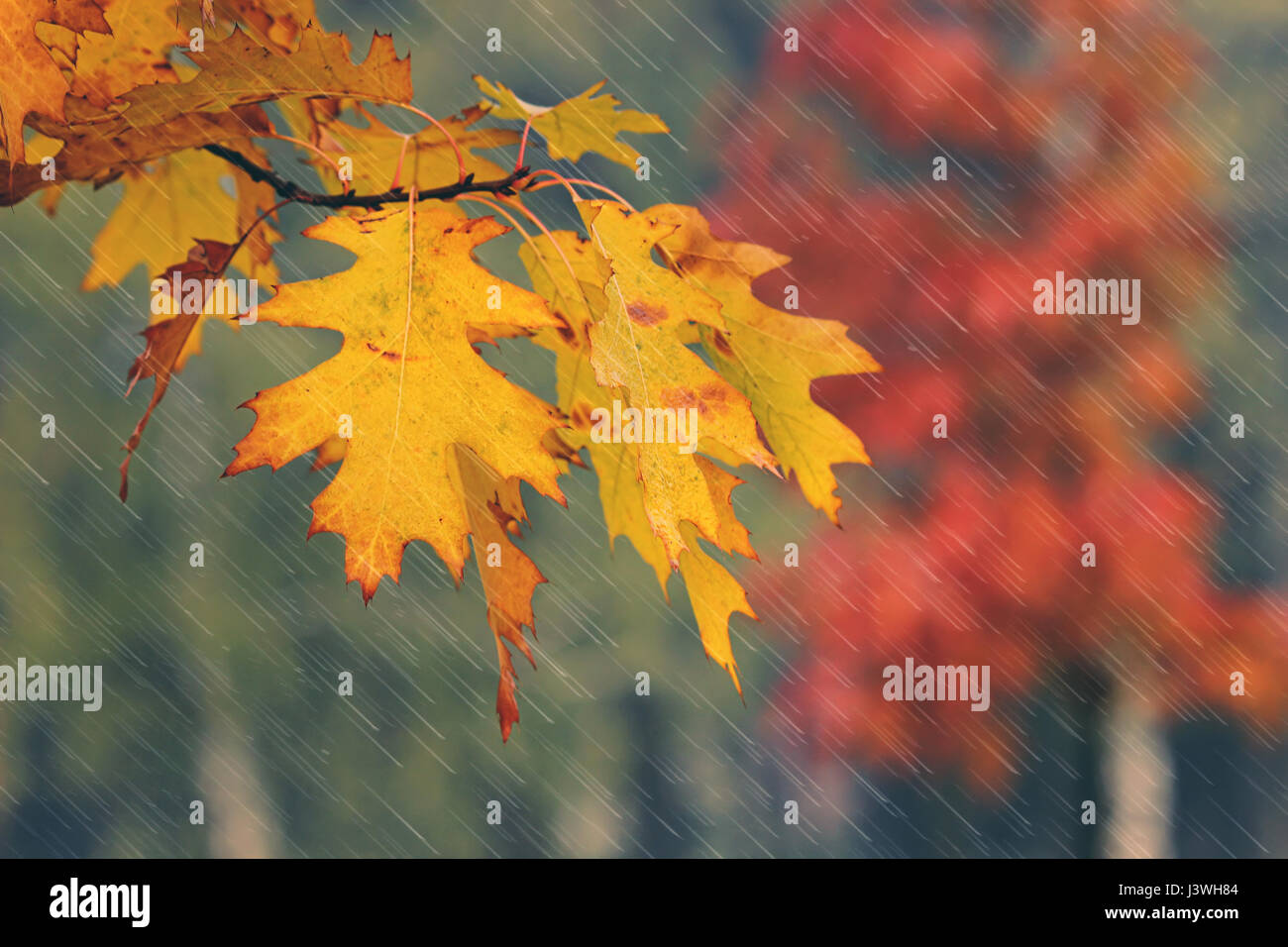 Autumn leaves and rain Stock Photo - Alamy