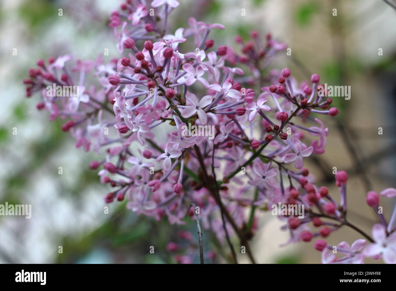 Pink spring flowers Stock Photo - Alamy