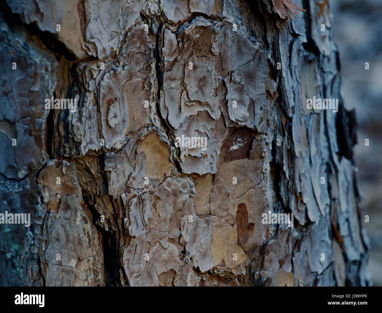Pinetree bark hi-res stock photography and images - Alamy