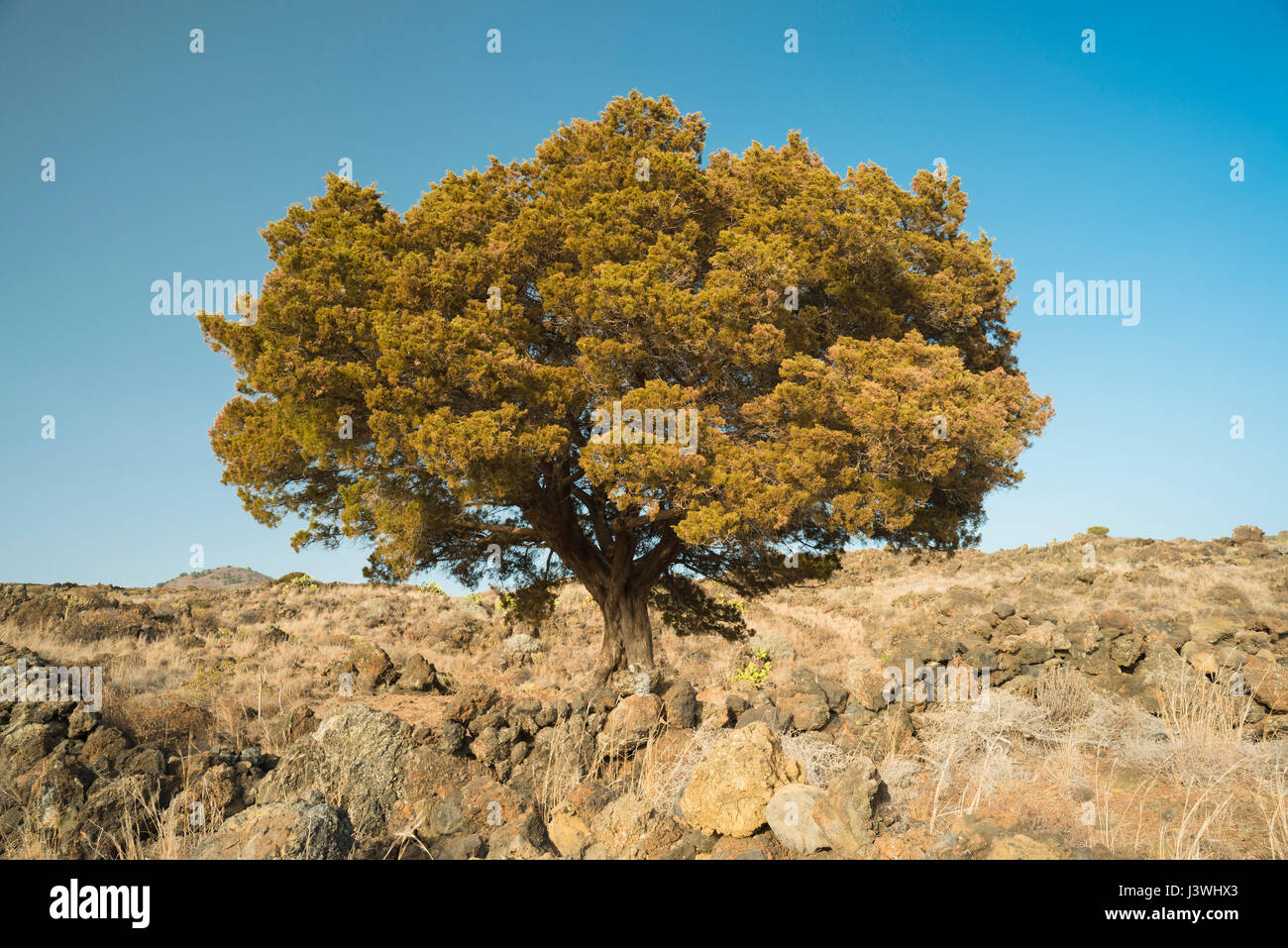 Ancient juniper tree, Juniperus canariensis, growing on malpais of ...