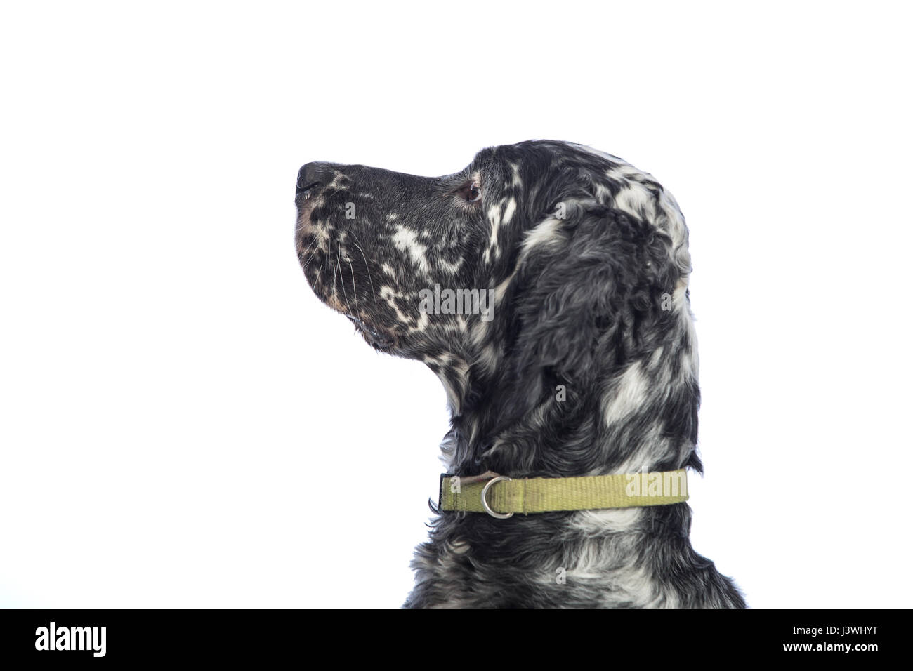 German shepherd dog english hi-res stock photography and images - Alamy