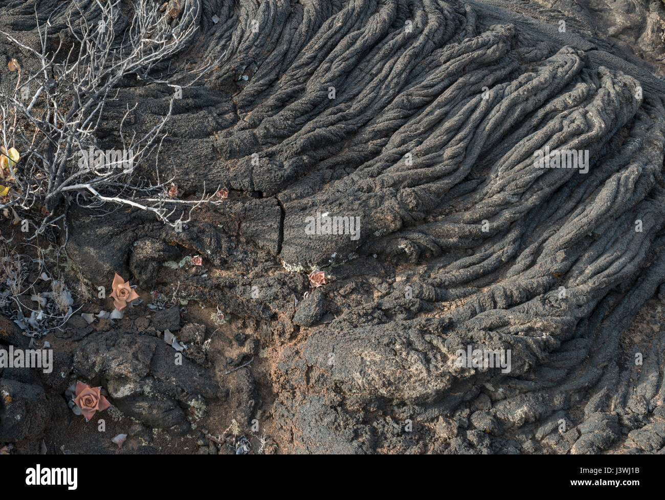 Ropy texture hi-res stock photography and images - Alamy