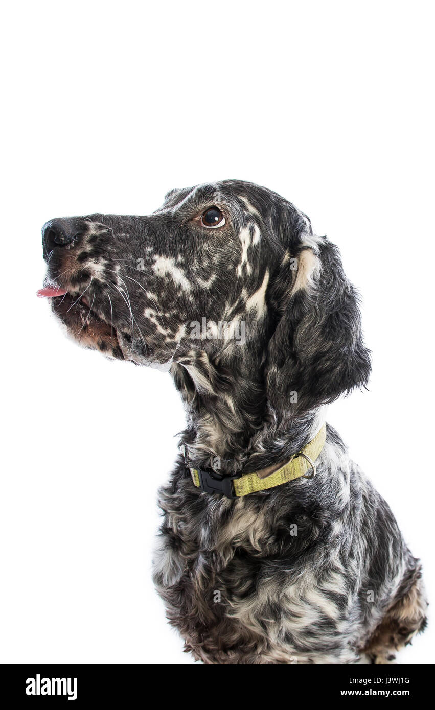 English setter dog on a white background Stock Photo - Alamy