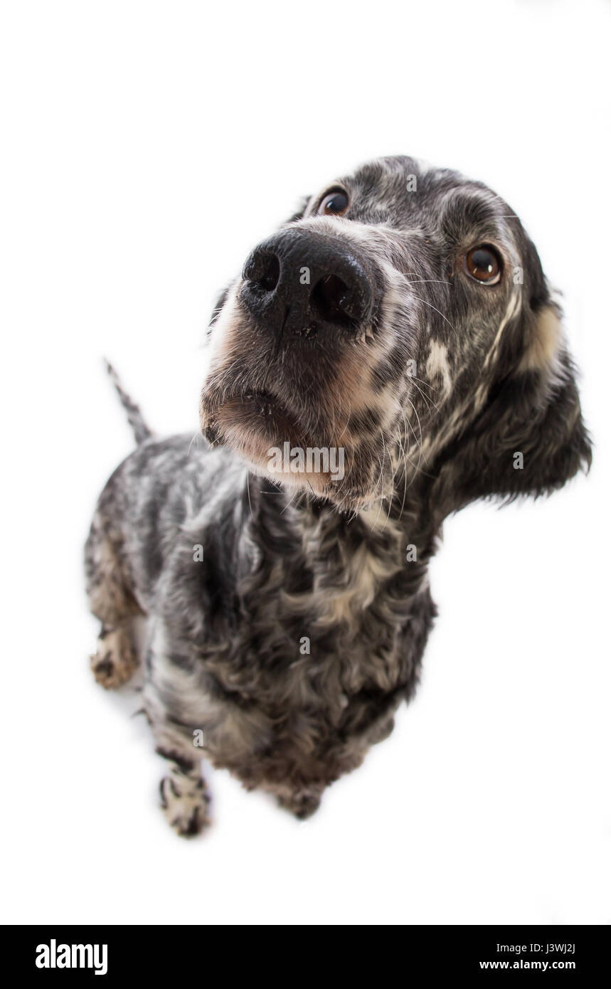 German shepherd dog english hi-res stock photography and images - Alamy