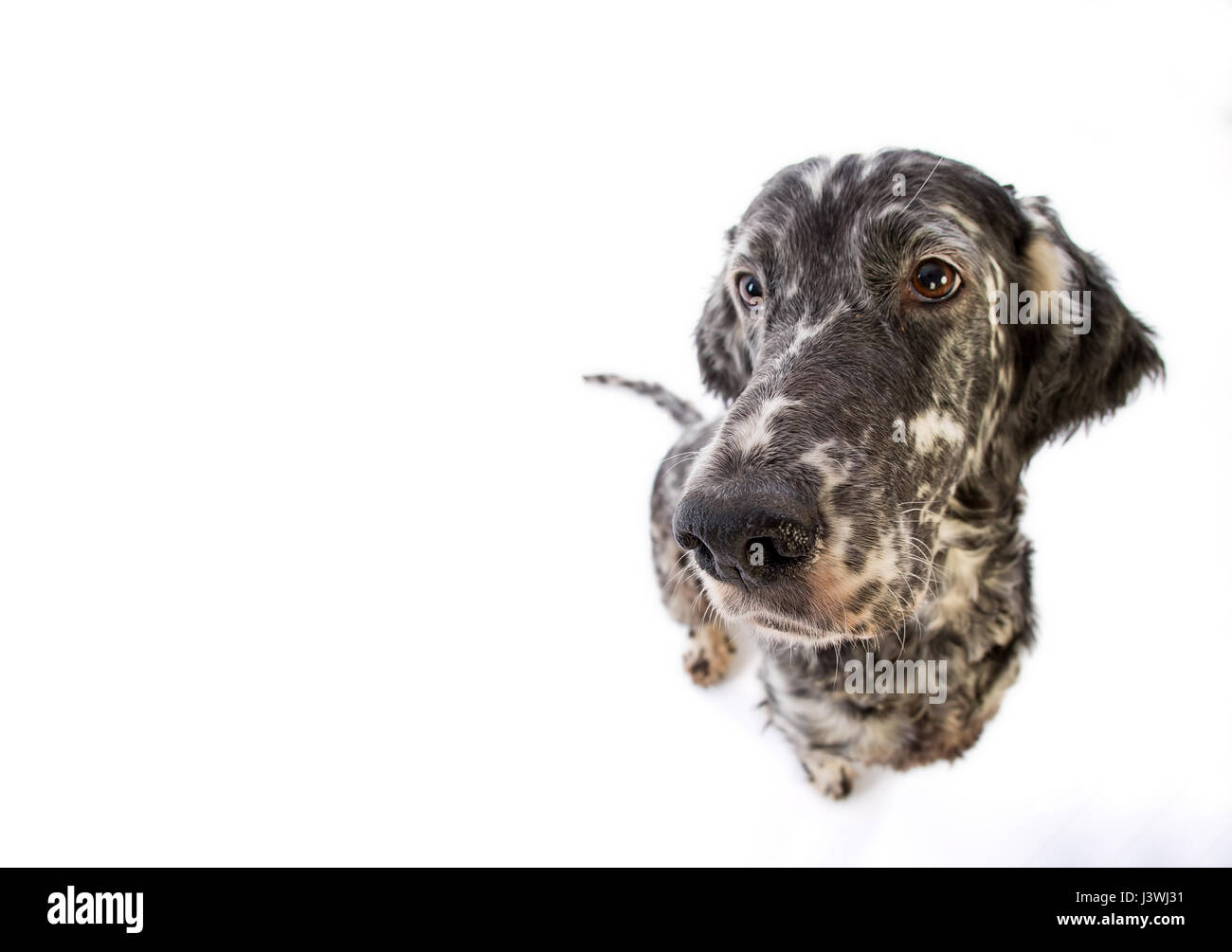 German shepherd dog english hi-res stock photography and images - Alamy