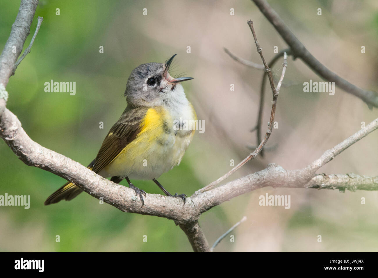 Female american redstart hi-res stock photography and images - Alamy
