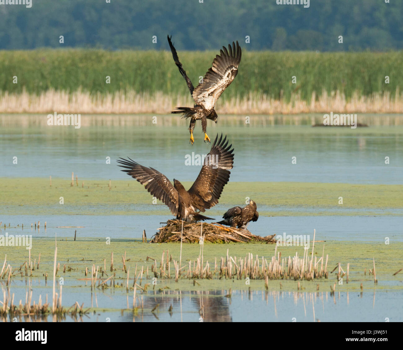 Three Juvenile Bald Eagles cavorting in marsh Stock Photo - Alamy