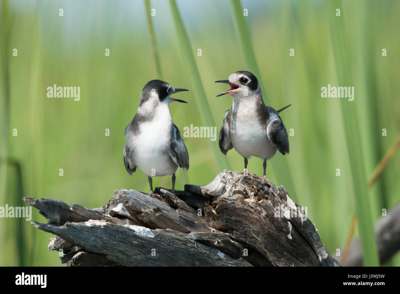 Black Tern fledglings squawk at eachother from roost in marsh Stock ...