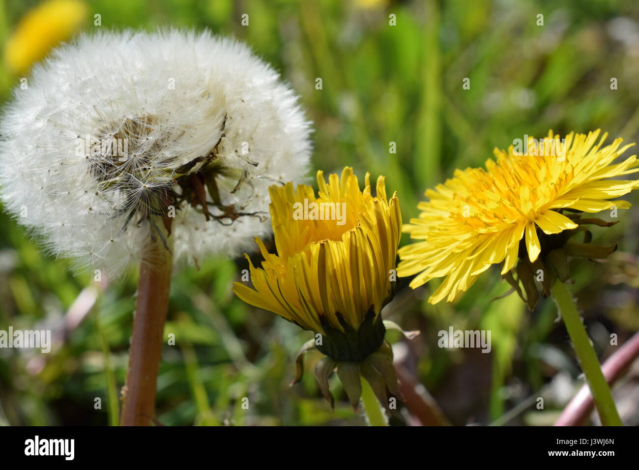 Dandelion blowballs in a grassy field Stock Photo - Alamy