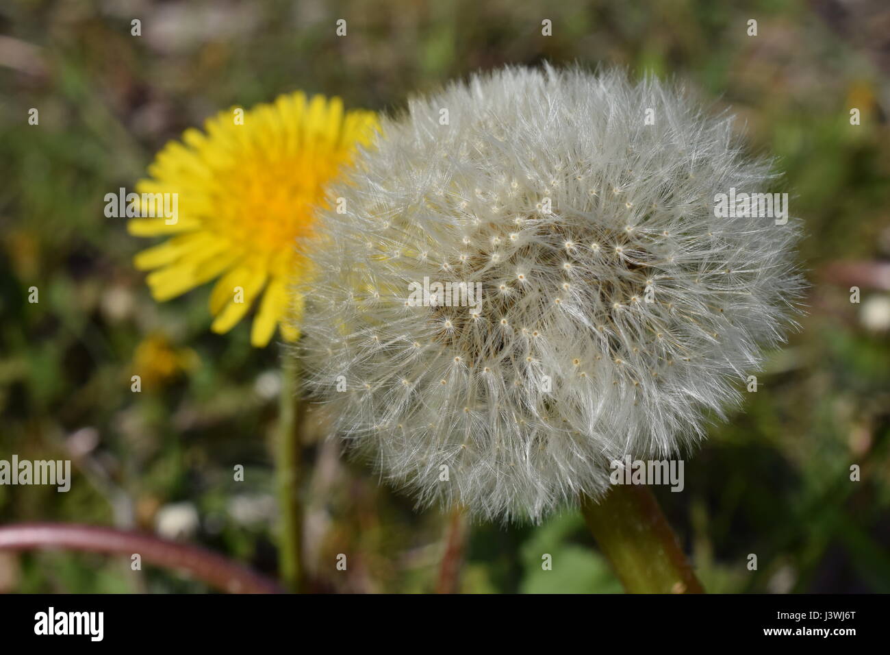 Dandelion blowballs in a grassy field Stock Photo - Alamy