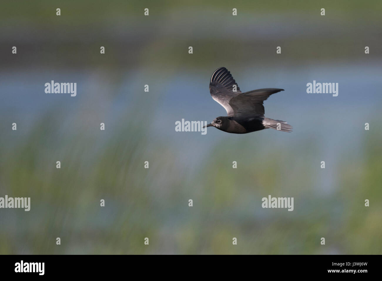 Black Tern in flight through marsh Stock Photo - Alamy