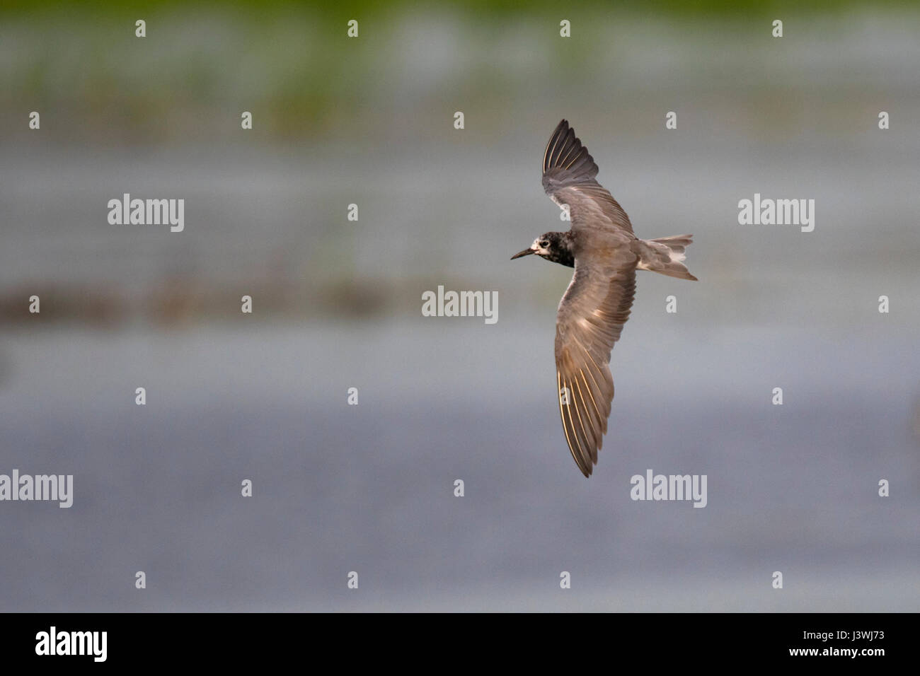 Black Tern in flight through marsh with wings spread Stock Photo - Alamy