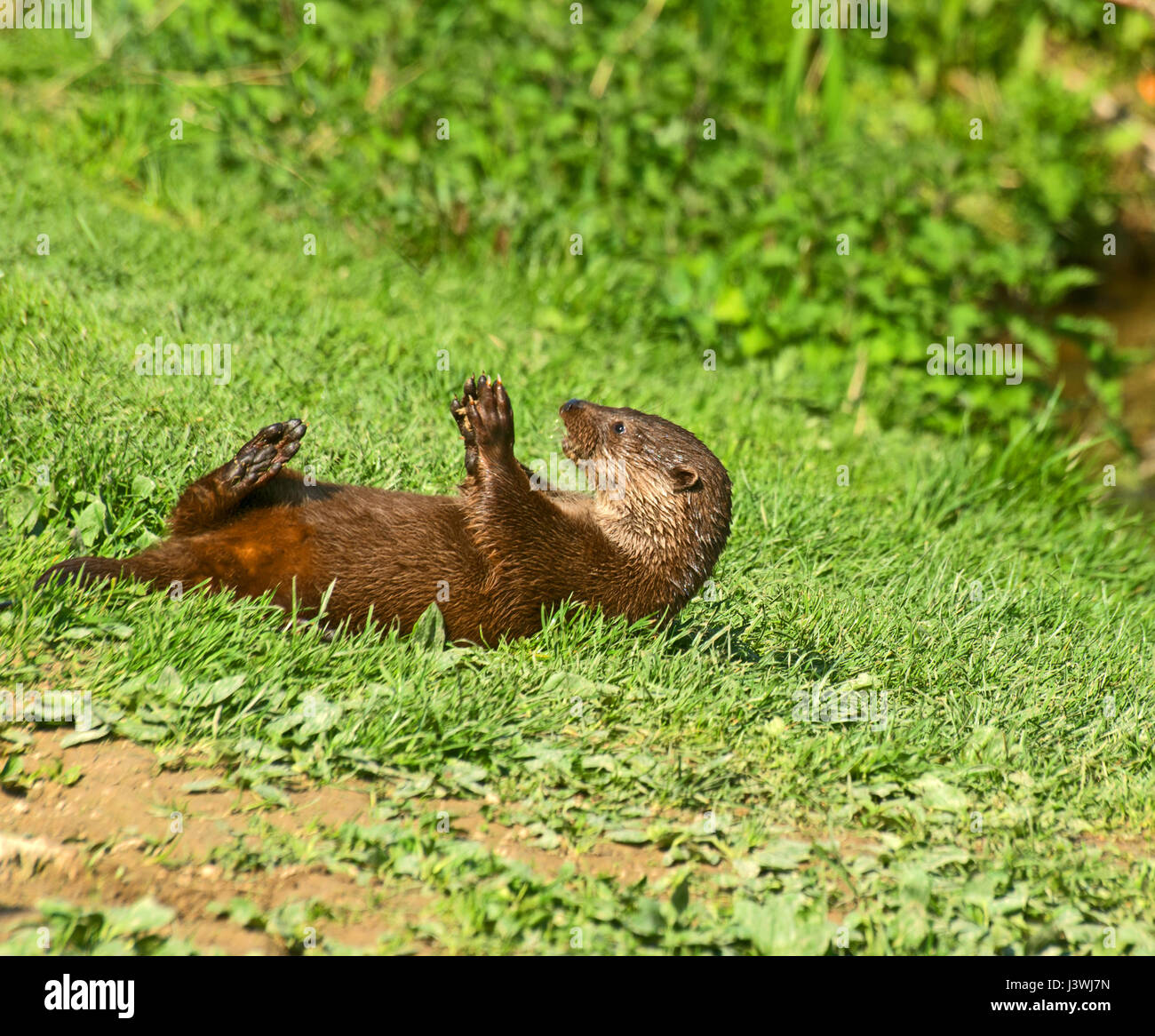 British Otter, Lutra Lutta, Captive Stock Photo - Alamy