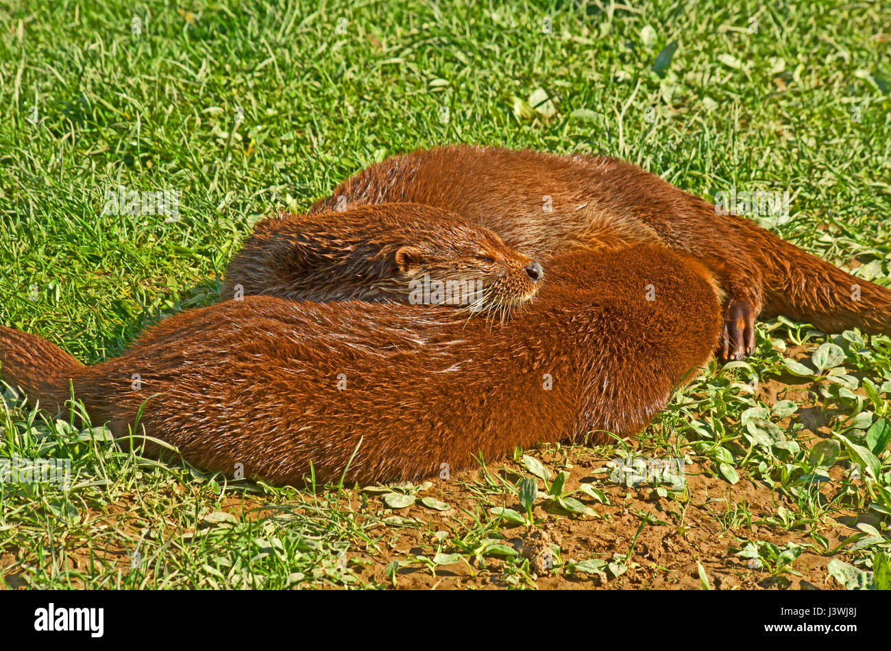 British Otter, Lutra Lutta, Captive Stock Photo - Alamy