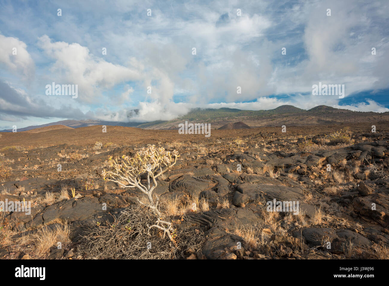 Ropy pahoehoe lava flow on hi-res stock photography and images - Alamy