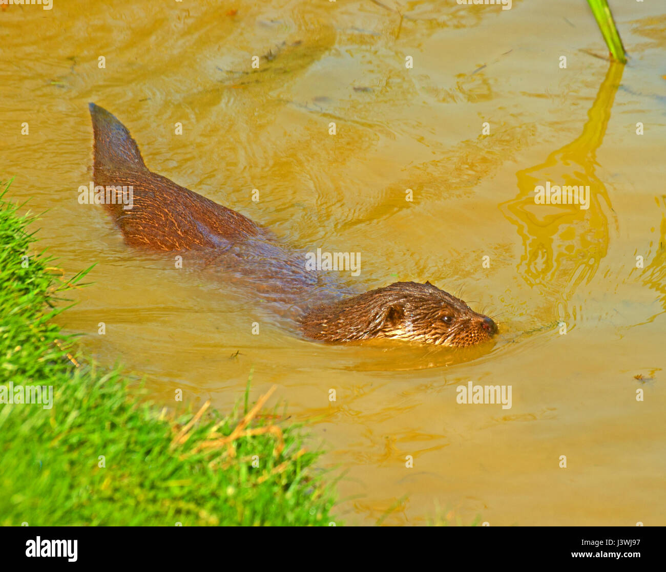 British Otter, Lutra Lutra, Surrey Stock Photo - Alamy