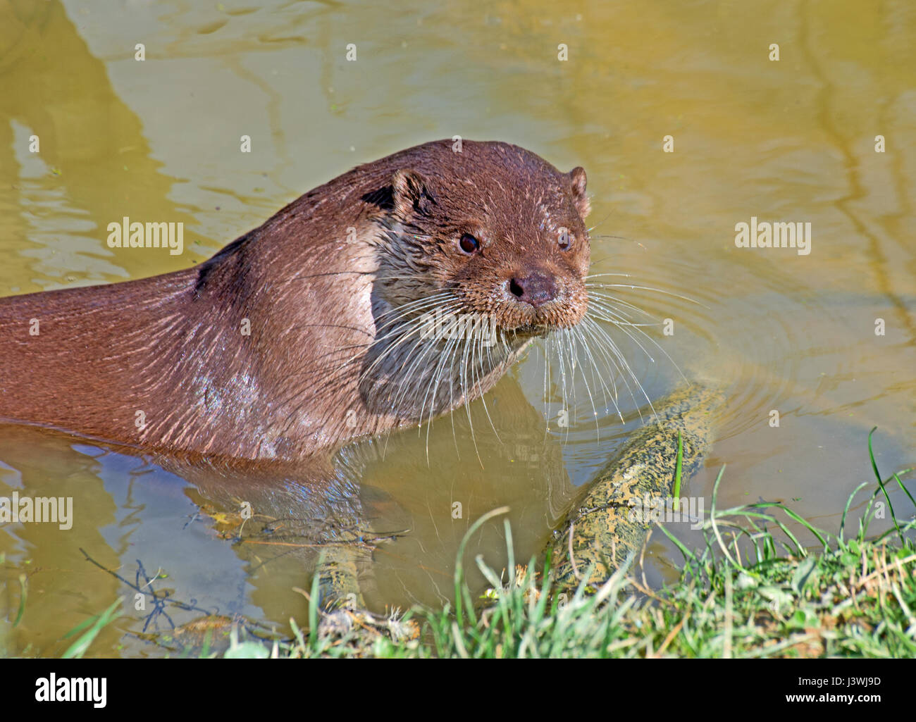 British Otter, Lutra Lutta, Lake, Captive Stock Photo - Alamy