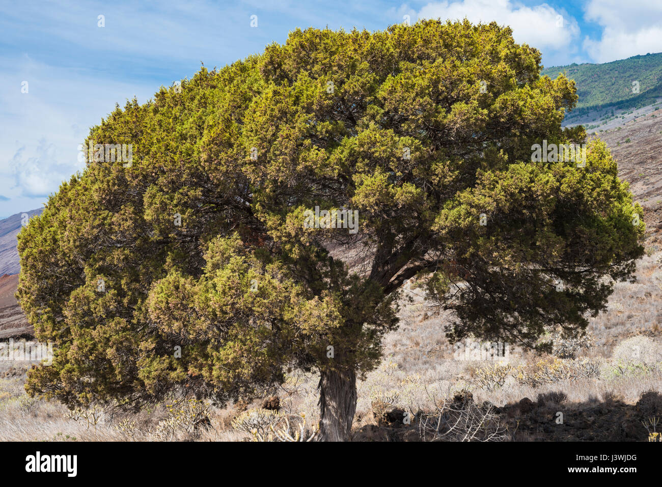 Ancient juniper tree, Juniperus canariensis, growing on malpais of ...