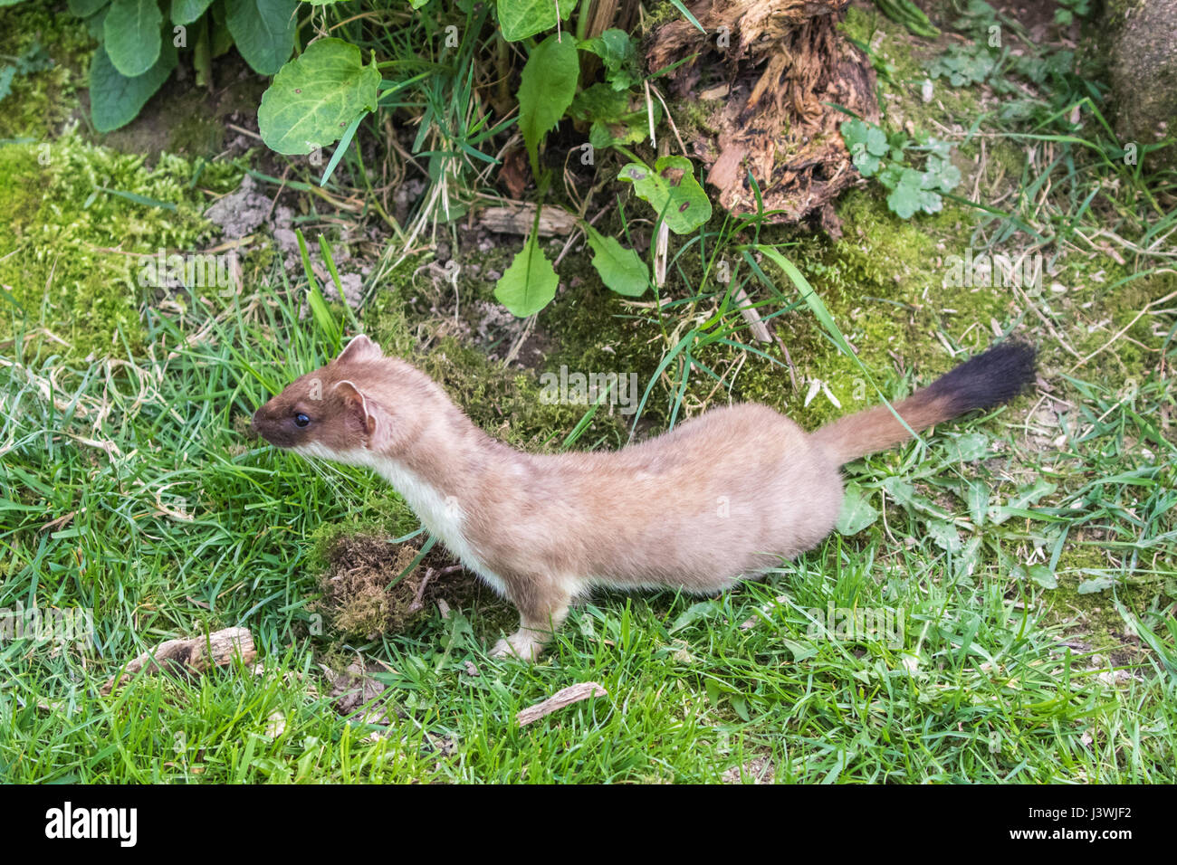 Stoat (mustela erminea Stock Photo - Alamy