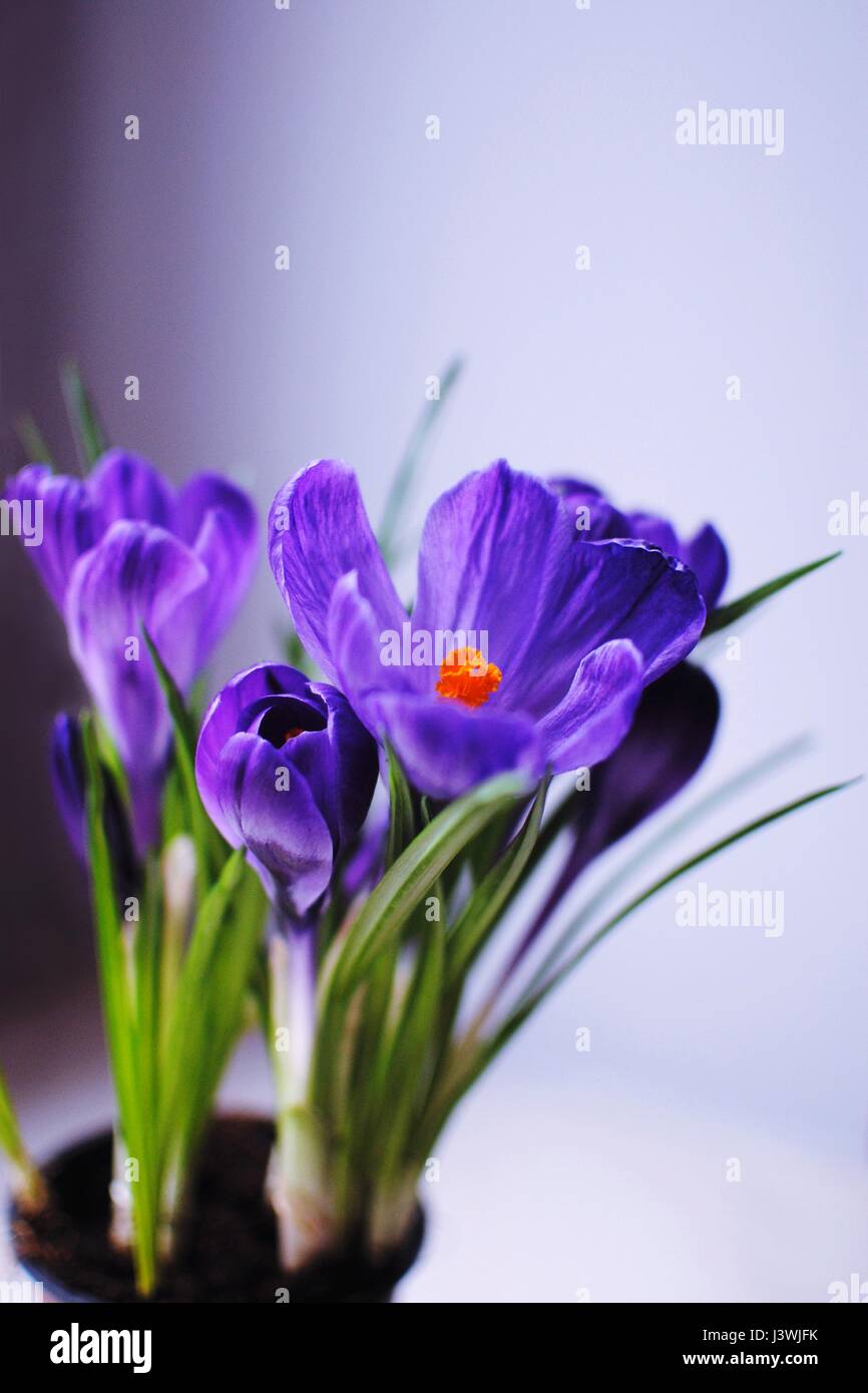 Beautiful crocuses close-up Stock Photo - Alamy