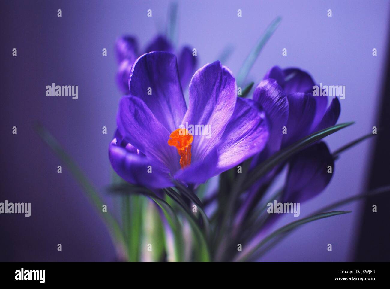 Beautiful purple crocuses macro hi-res stock photography and images - Alamy