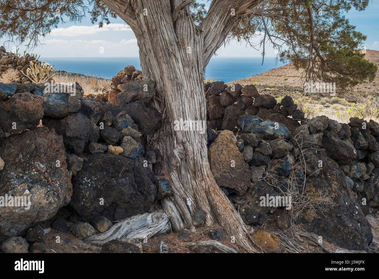 Juniperus turbinata hi-res stock photography and images - Alamy