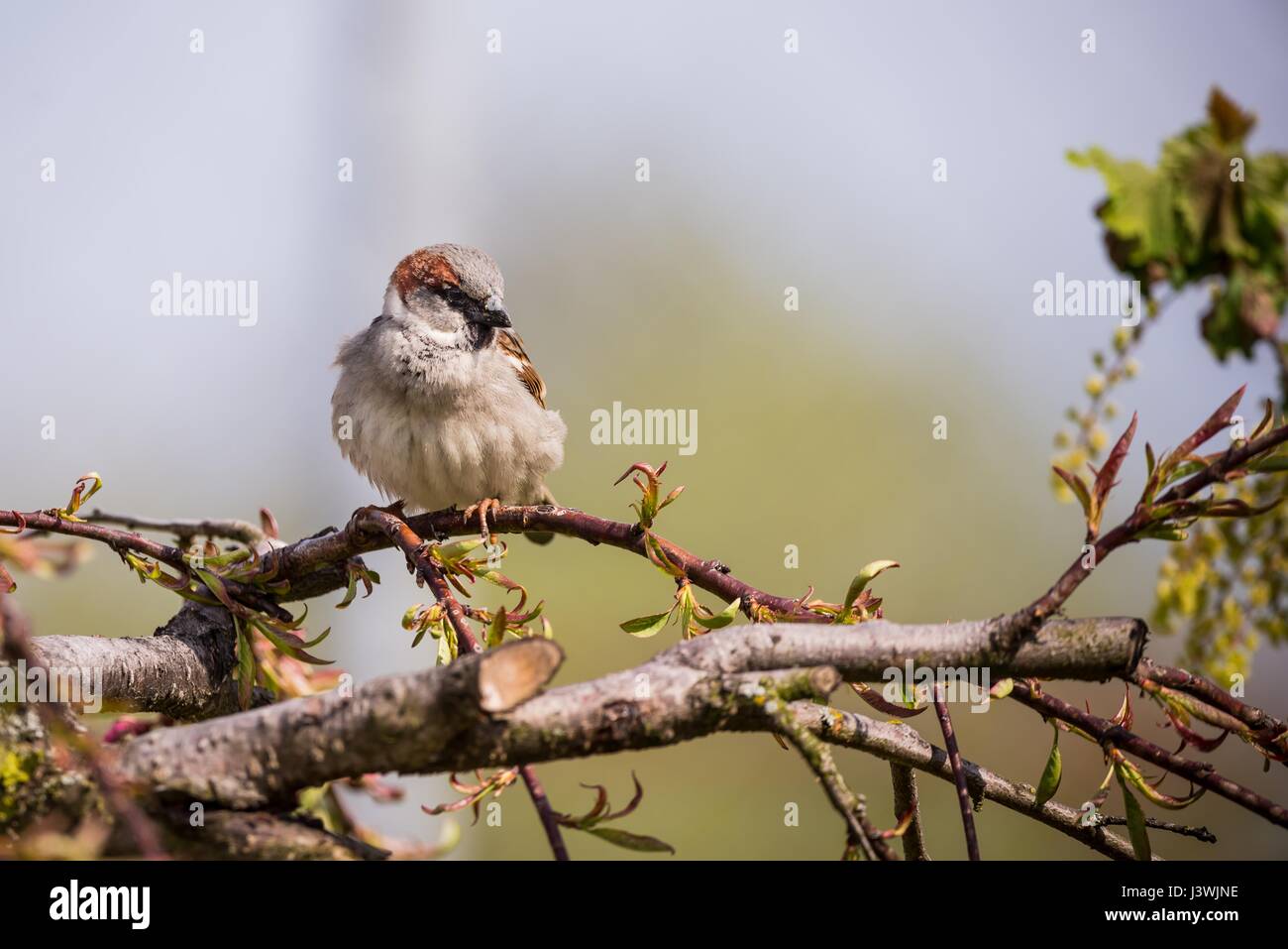 Horizontal photo of single male sparrow with nice gray and brown ...
