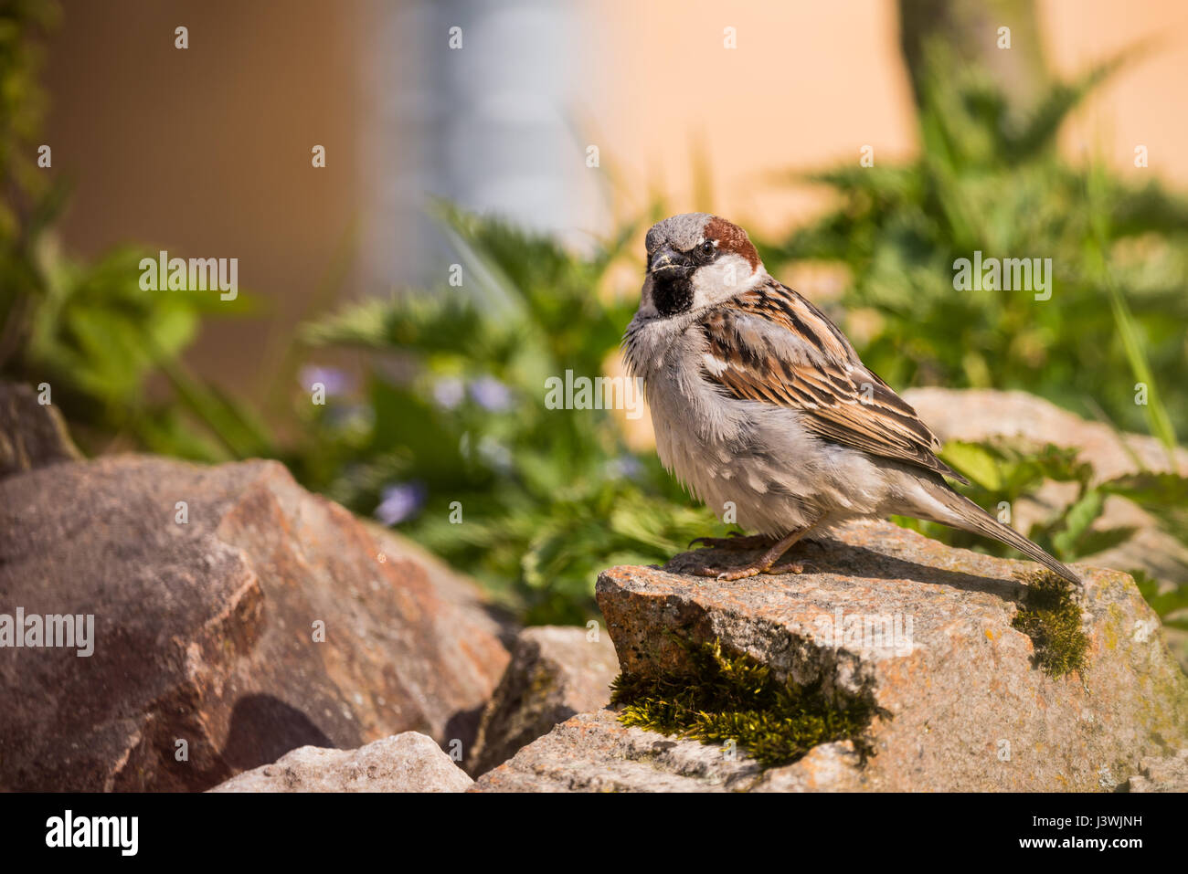 Horizontal photo of single male sparrow with nice gray and brown ...