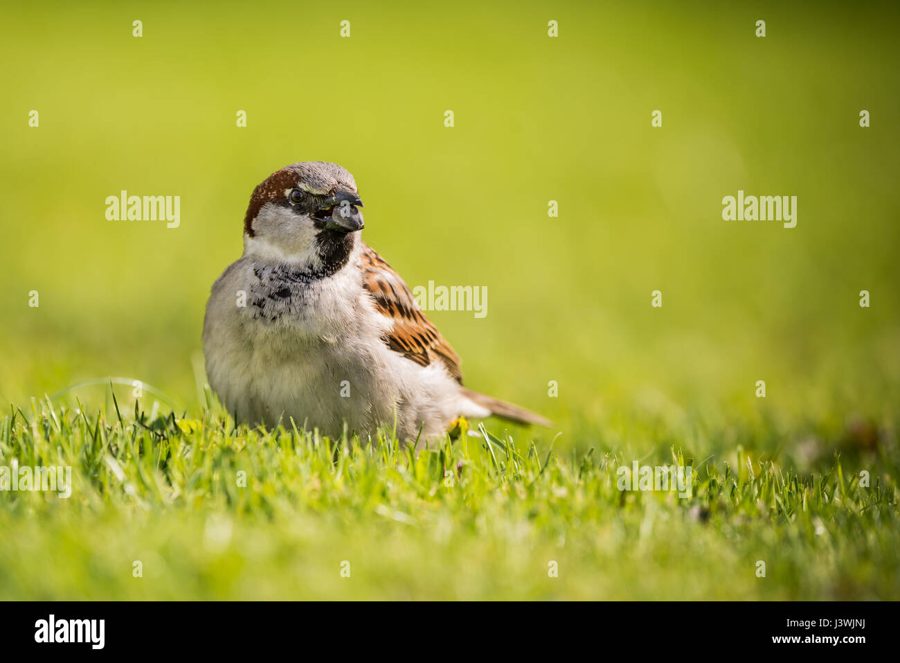 Horizontal photo of single male sparrow with nice gray and brown ...