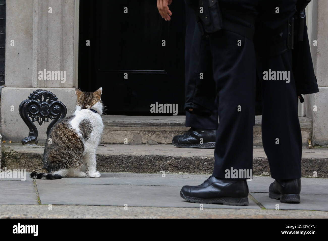 Larry the Downing Street cat on patrol outside 10 Downing Street in ...