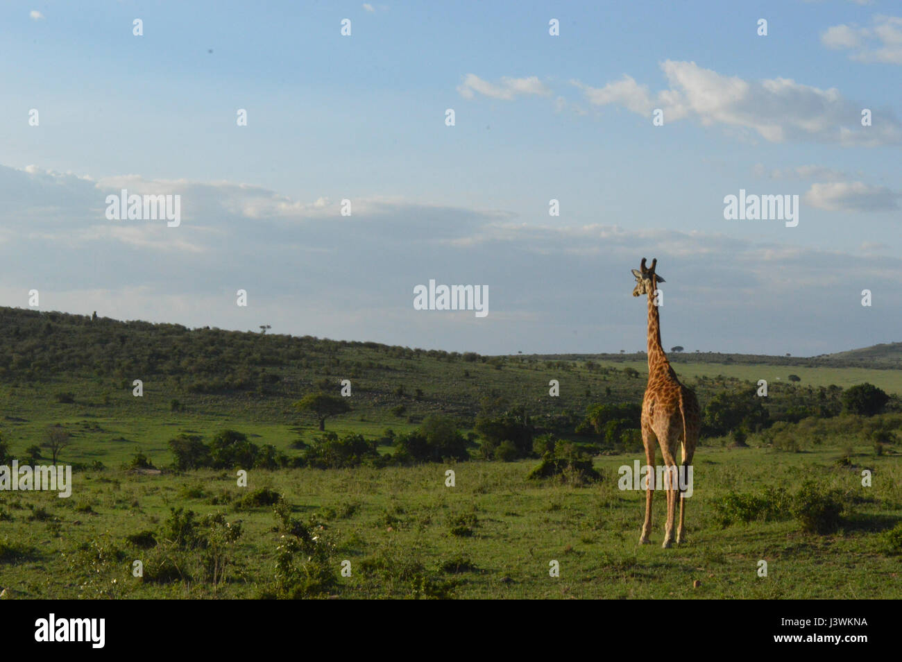 Giraffe with a view Stock Photo - Alamy