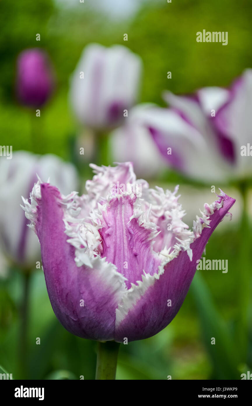 Amazing fringed purple tulip with white edges petals profile view ...