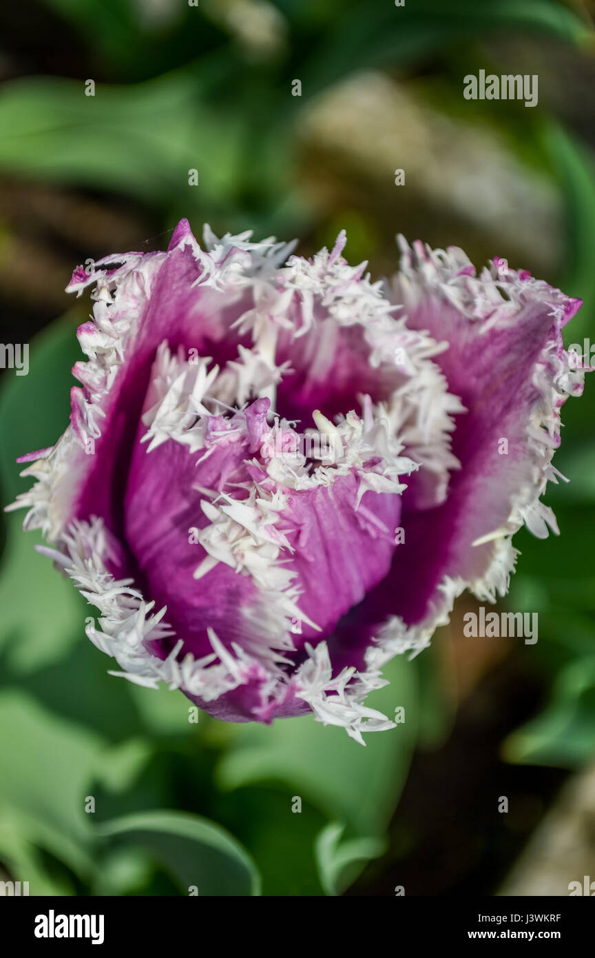 Amazing fringed purple tulip with white edges petals top view closeup ...