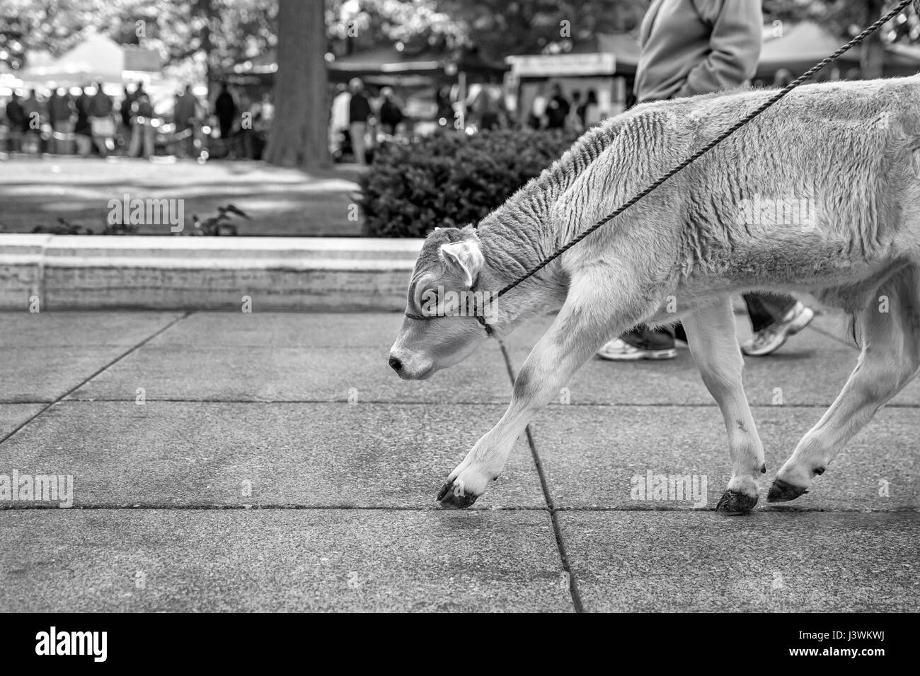 Going For A Walk High Resolution Stock Photography and Images - Alamy