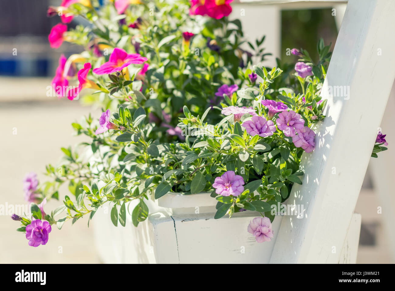 Street cafe flowers and herbs decor concept. Petunia flowers at the ...