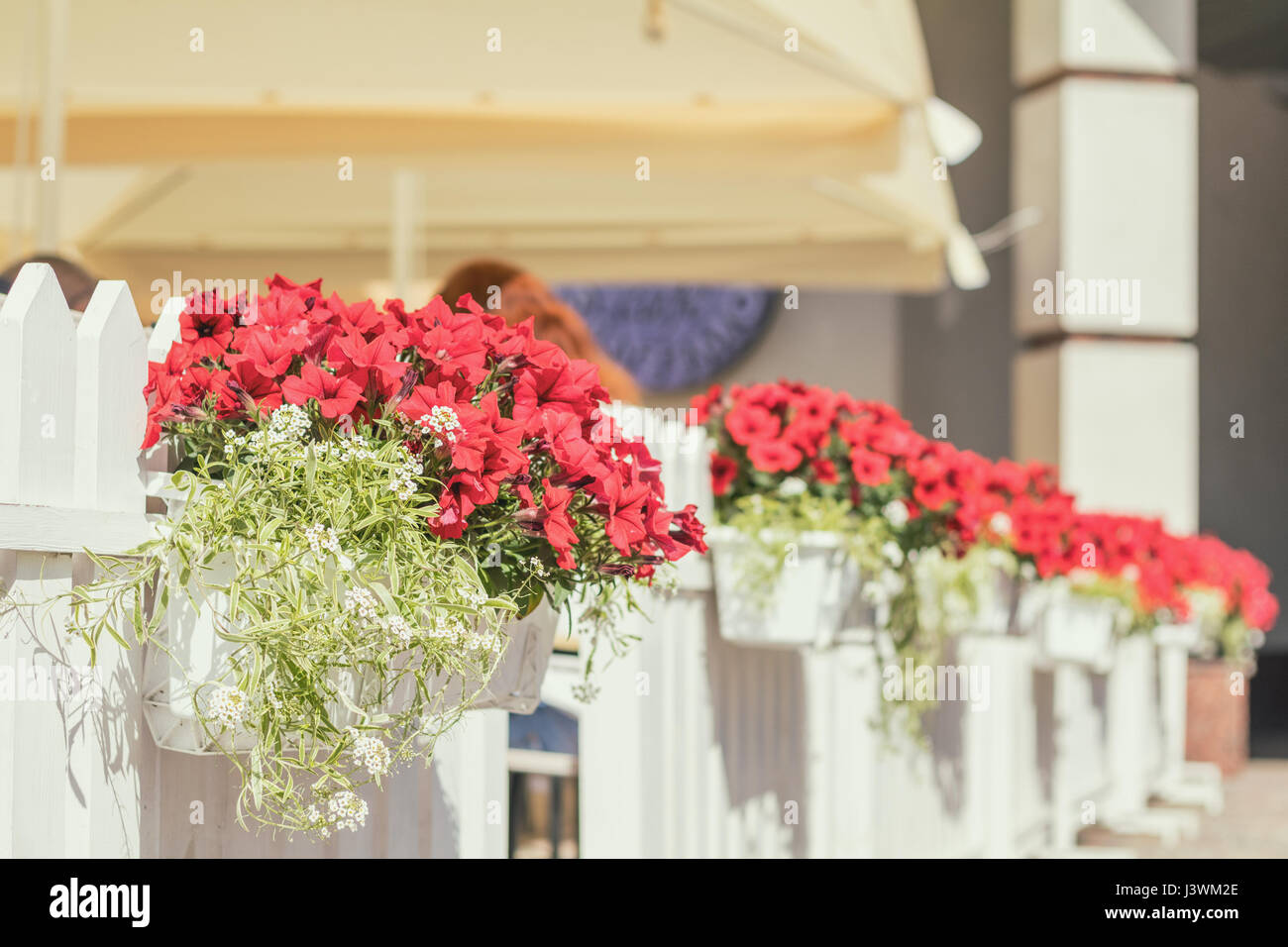 Street cafe flowers and herbs decor concept. Petunia flowers at the ...
