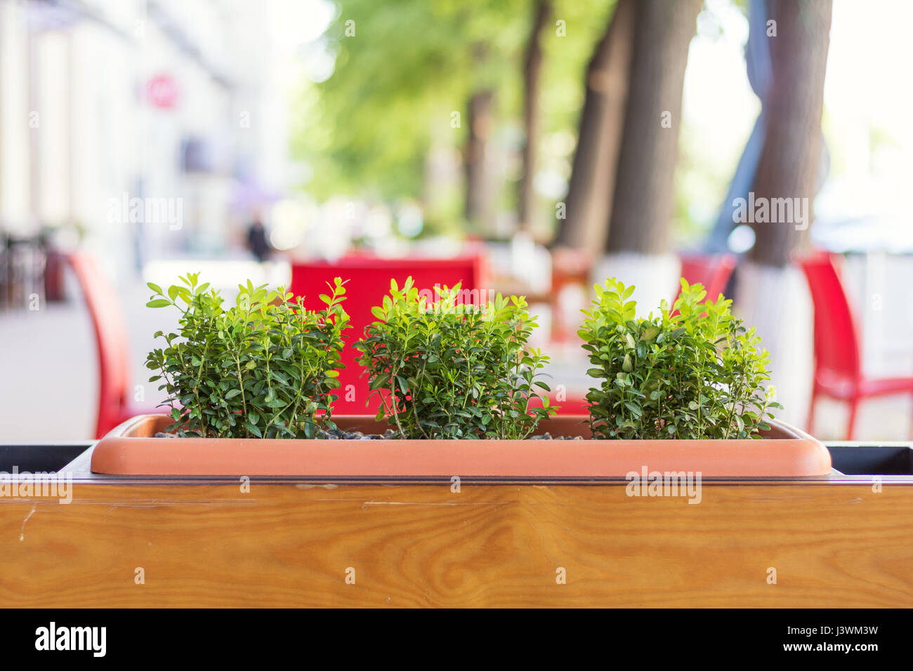 Street cafe flowers and herbs decor concept. Interior of a summer open ...