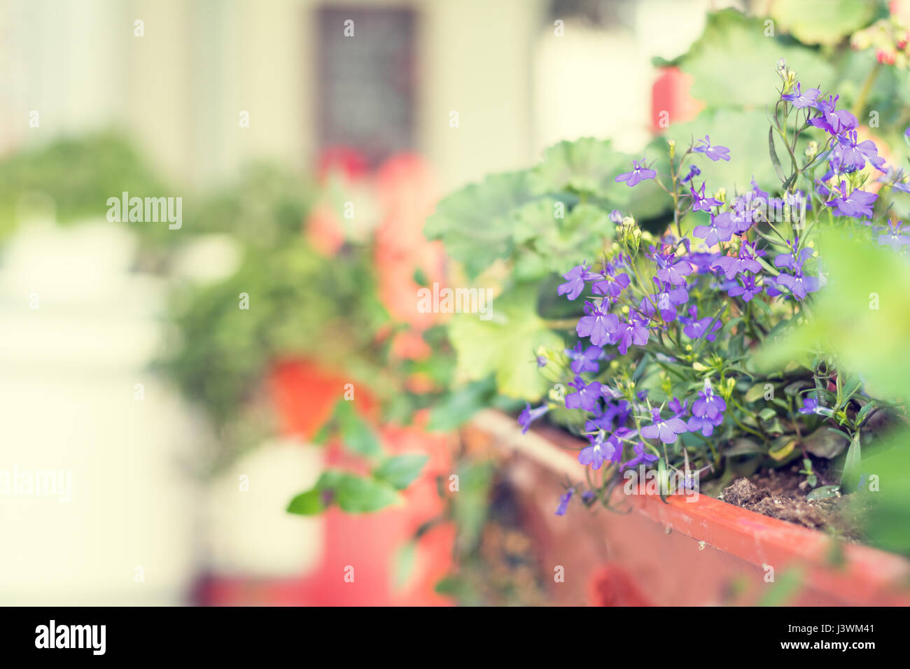 Street cafe flowers and herbs decor concept. Interior of a summer open ...