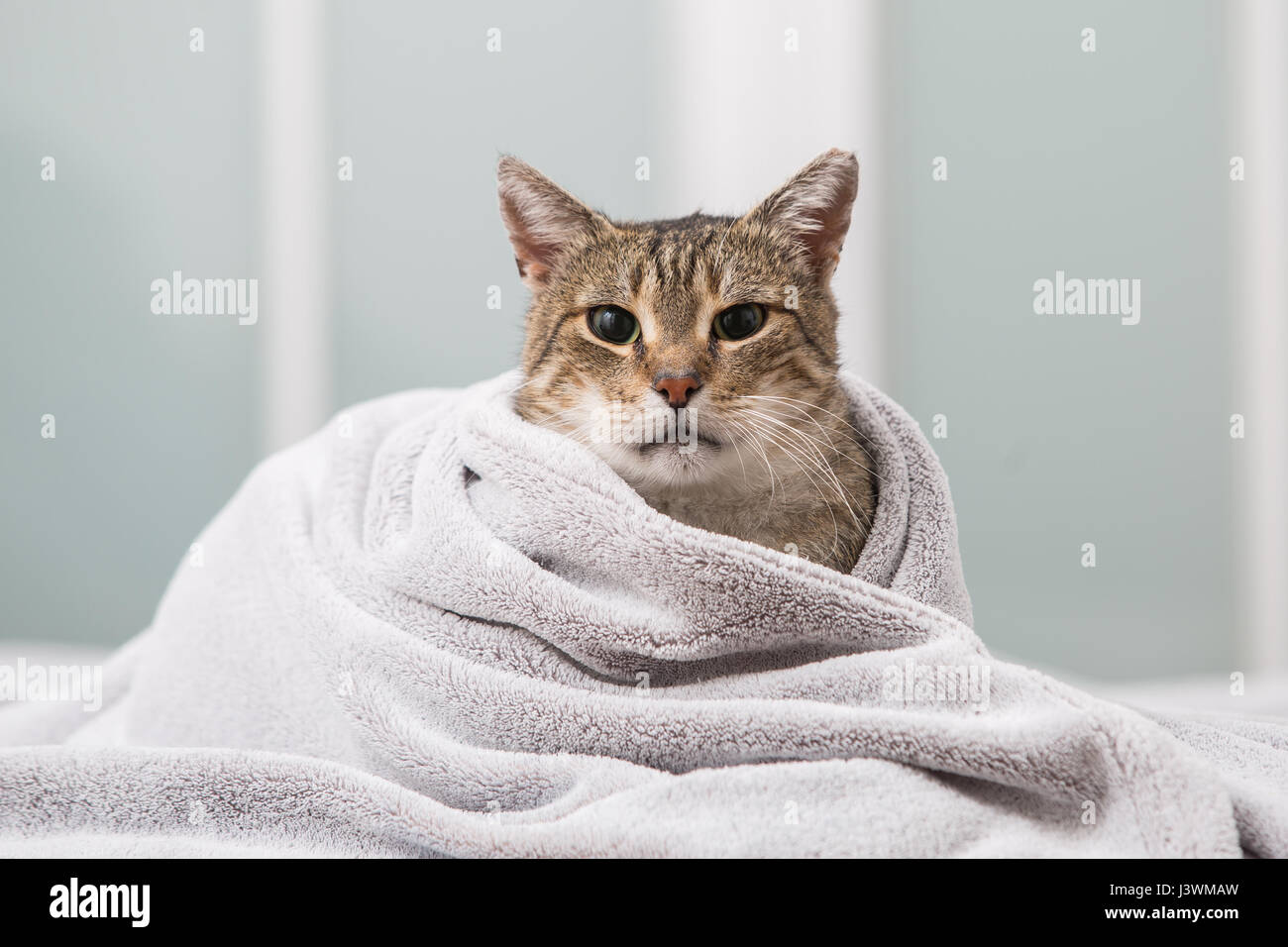 Funny cat in bed Stock Photo - Alamy