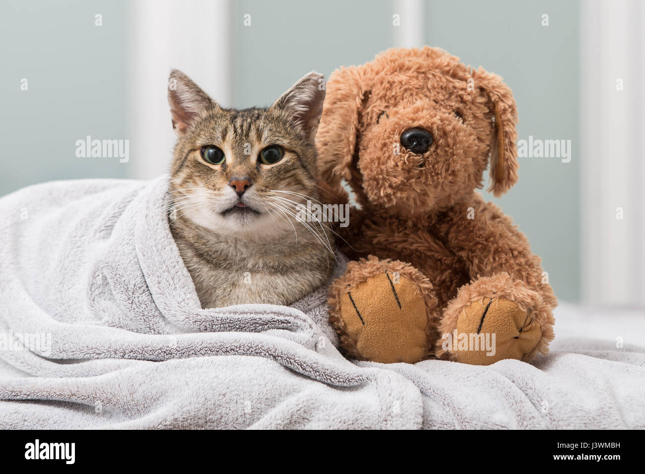 Funny cat in bed Stock Photo - Alamy