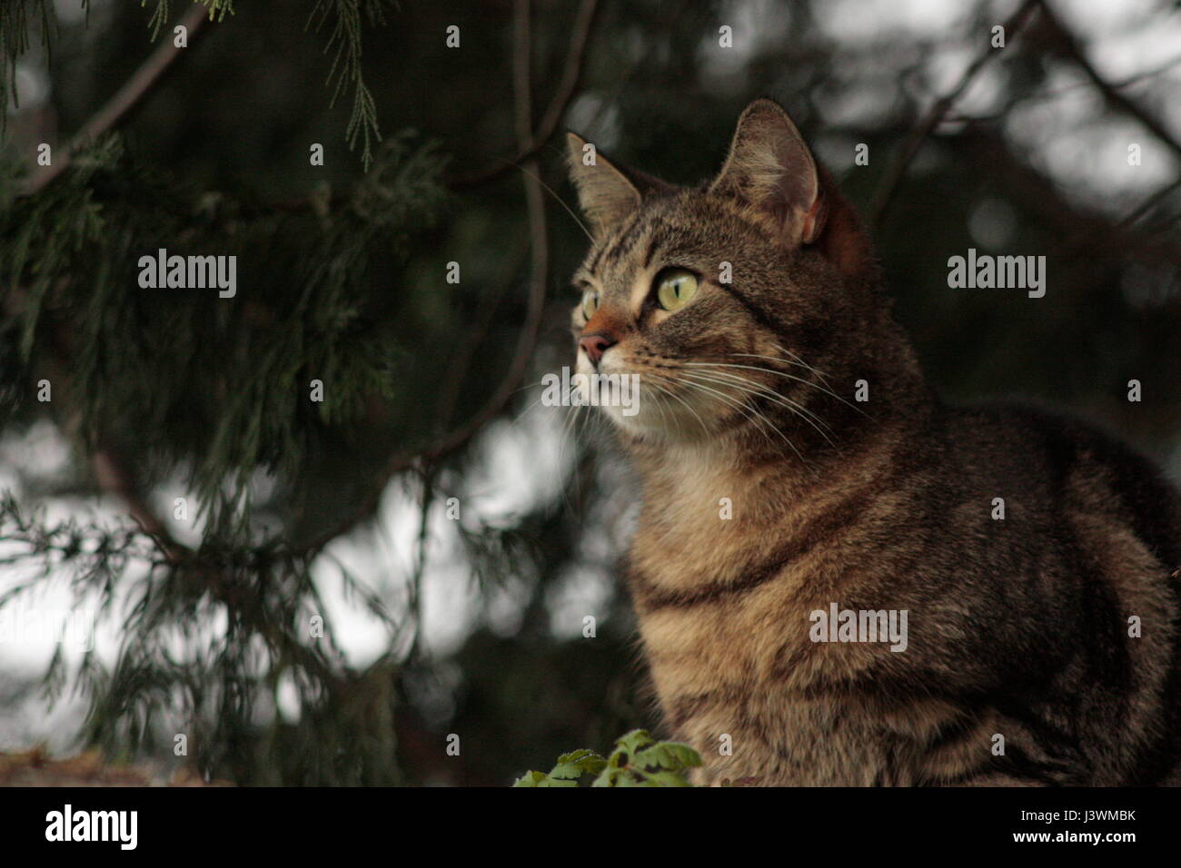 Close up of an isolated young tabby cat outside with blurred out ...