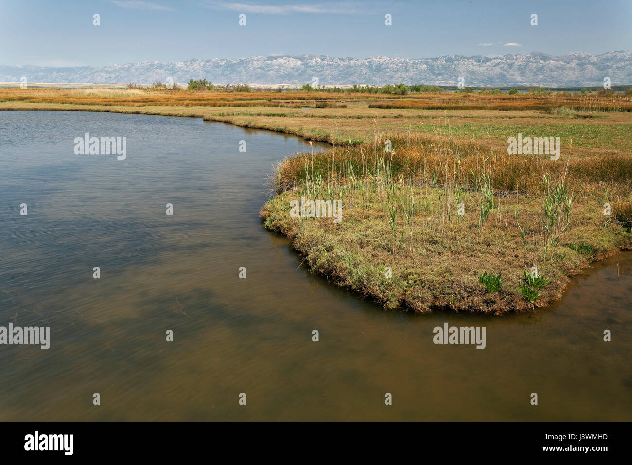 Marsh with glasswort hi-res stock photography and images - Alamy